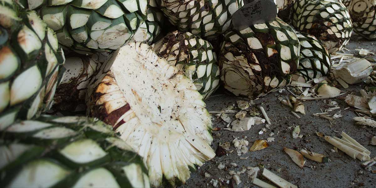 How is Agave Made + Nutritional Info + Culinary Uses